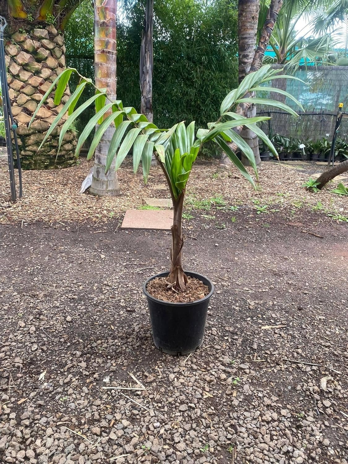 Caledonian Hapala Palm Tree - Live Plant in a 3 Gallon Grower's Pot ...