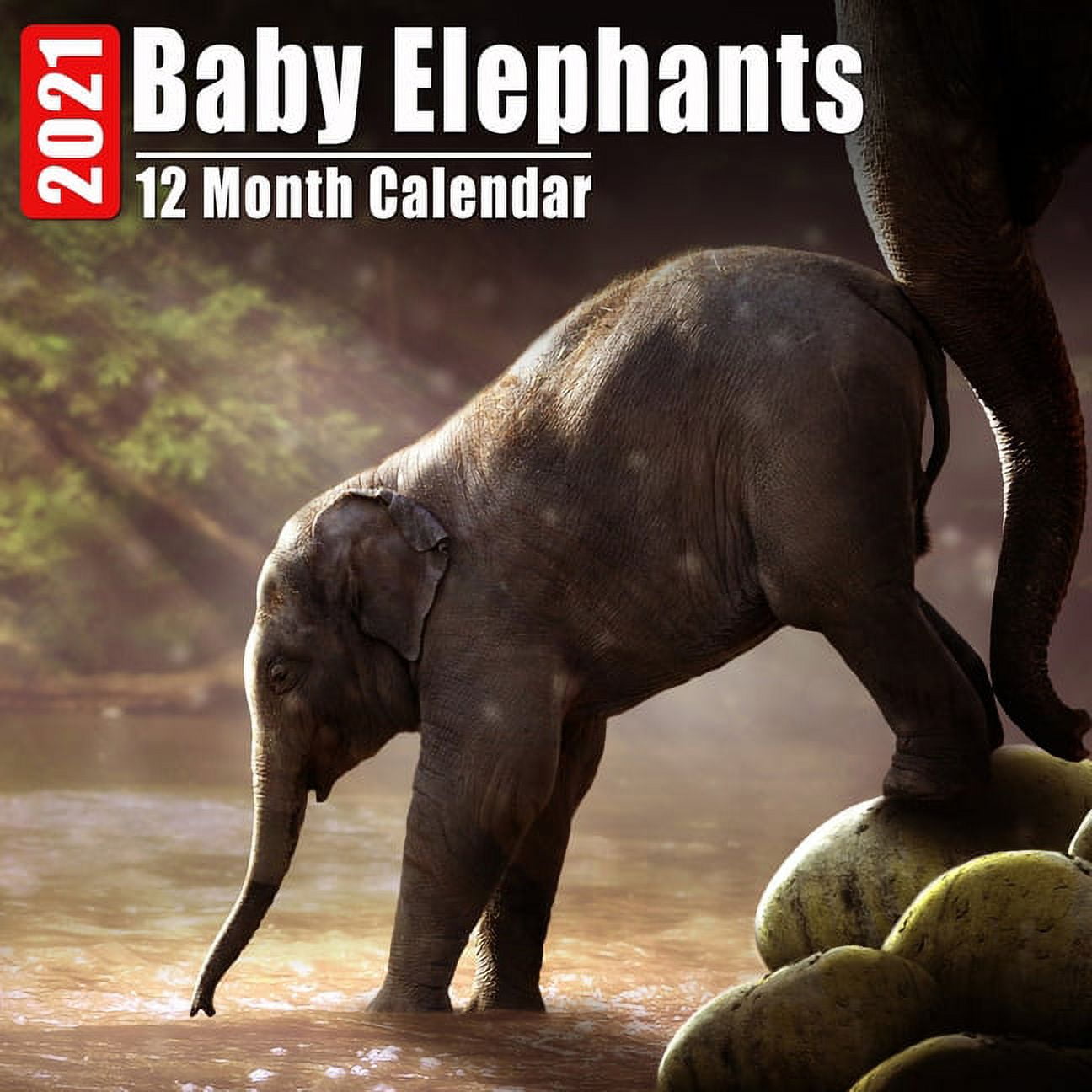 Calendar 2021 Baby Elephants : Cute Elephant Babies Photos Monthly Mini ...