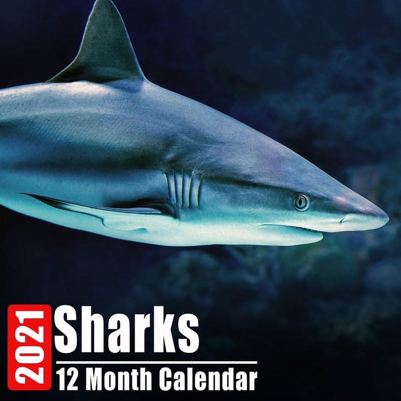 Calendar 2021 Sharks : Cute Shark Photos Monthly Mini Calendar With ...
