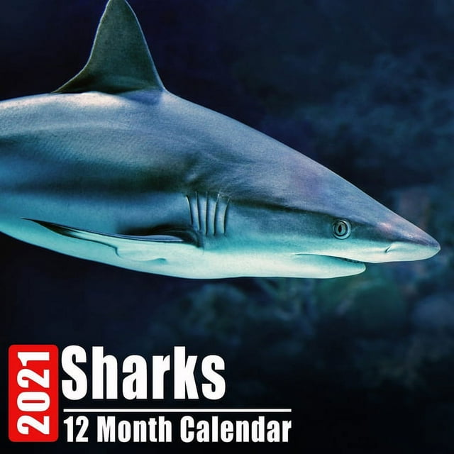 Calendar 2021 Sharks : Cute Shark Photos Monthly Mini Calendar With ...