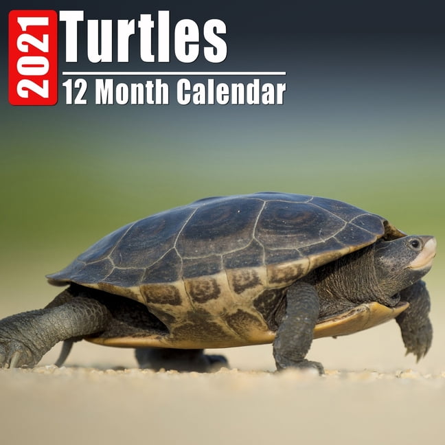 Cute Turtle Pictures Quotes