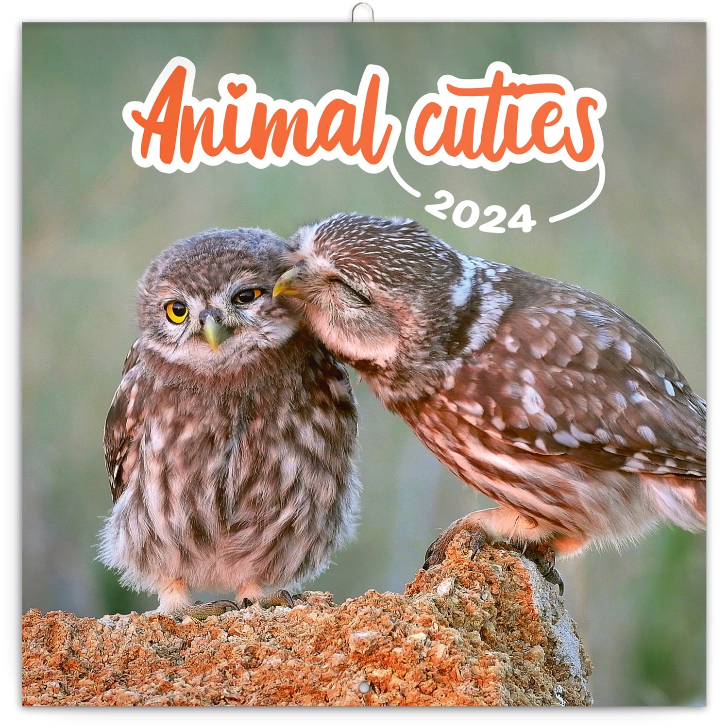 Animal Cuties 2024 Wall Calendar, 16-Month, 12x12 in, Sep 2023 - Dec ...