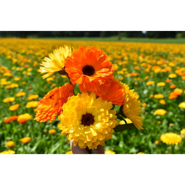 Calendula Fancy Mix 100 Flower Seeds. Newly Harvested, Beautiful Vivid ...