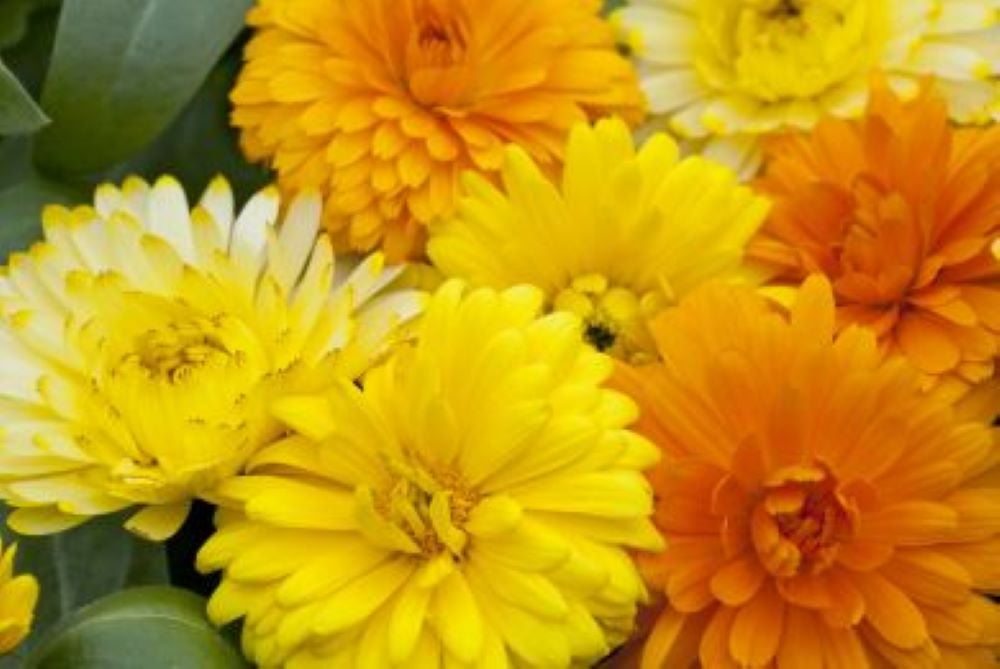 Calendula Fancy Mix 200 Flower Seeds. Newly Harvested, Beautiful Vivid ...