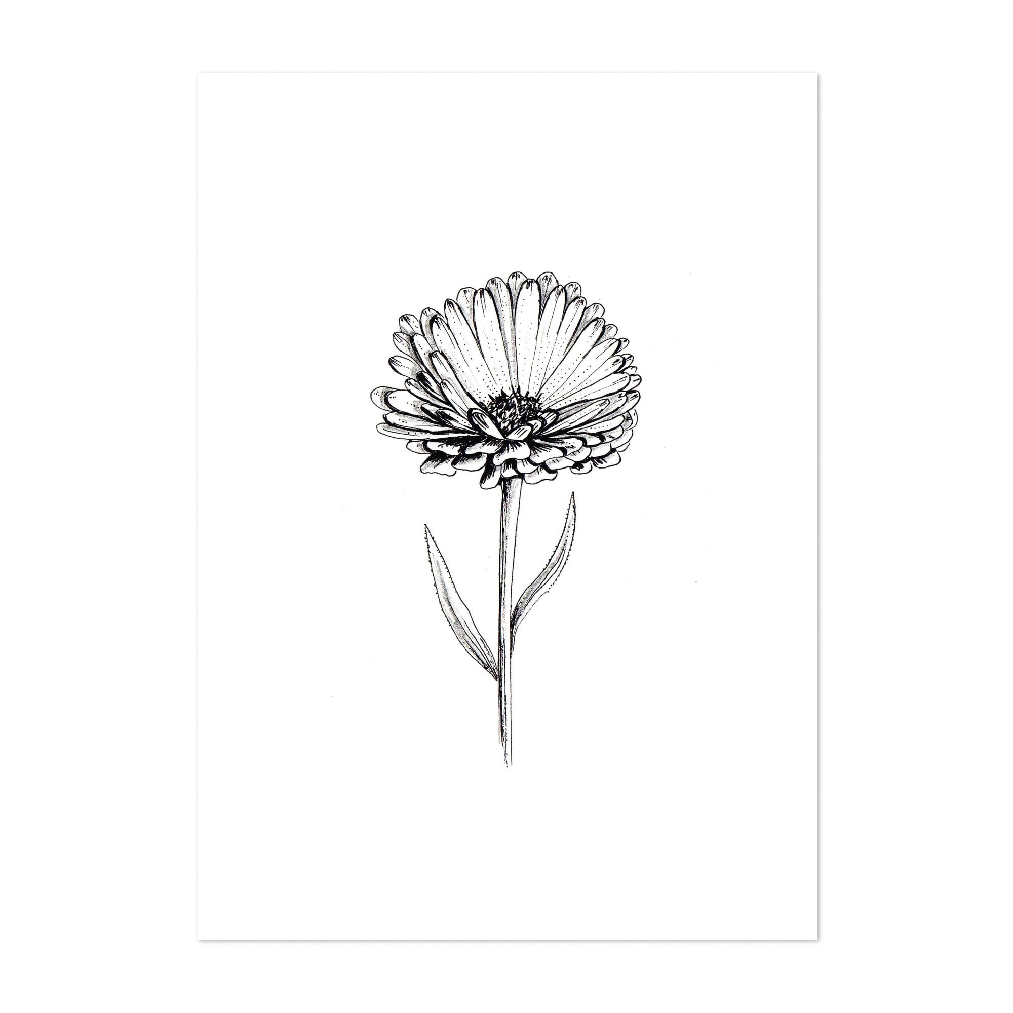 Calendula Flower - Drawing Line Art Floral Botanical Black and White ...