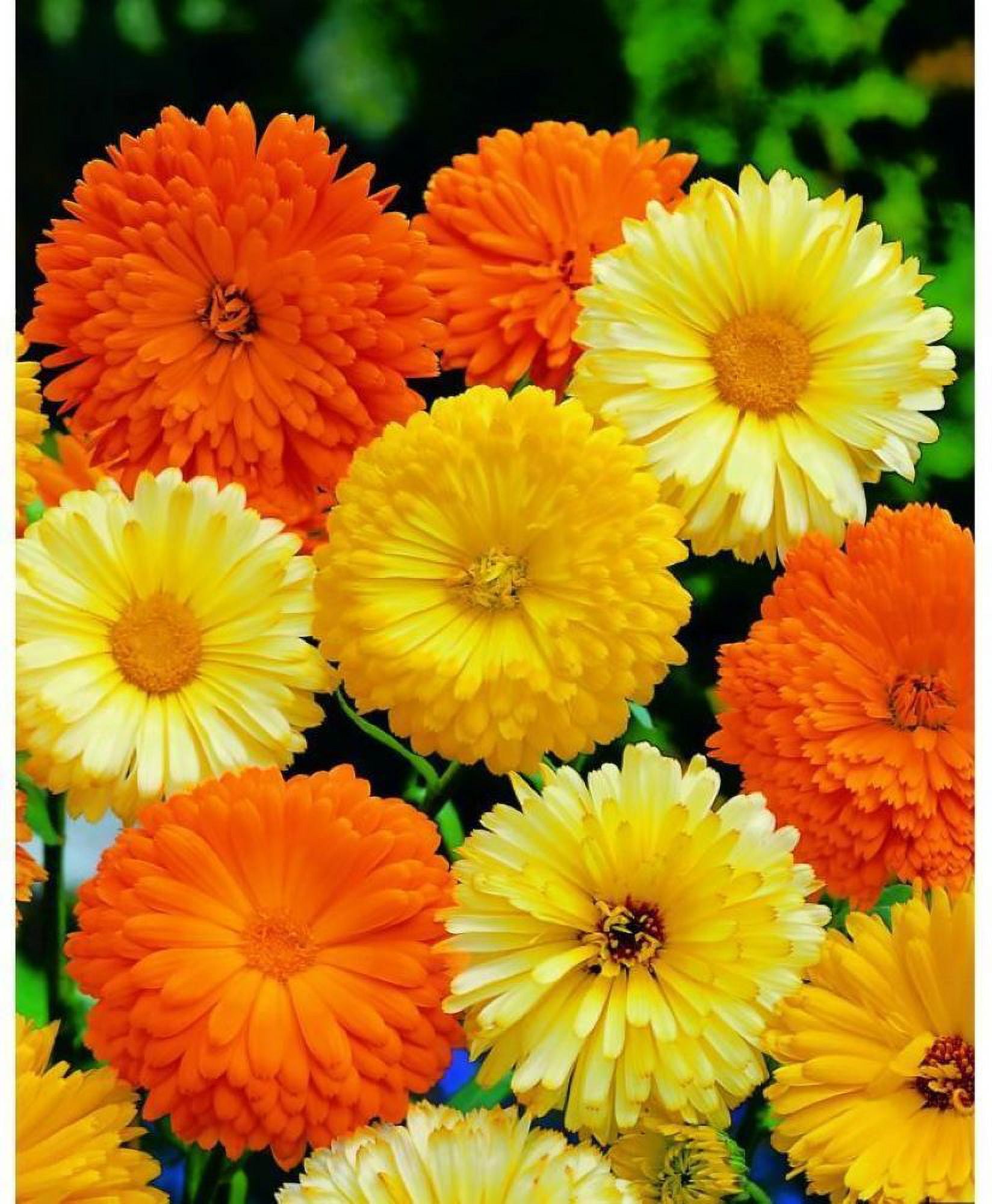 Country Creek Acres 100 Pacific Beauty Mix Calendula Flower Seeds ...