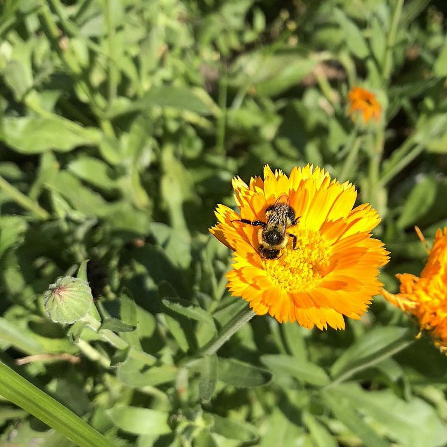 Smoke Camp Crafts 100 Calendula Flower Seed, Easy to Grow - Walmart.com