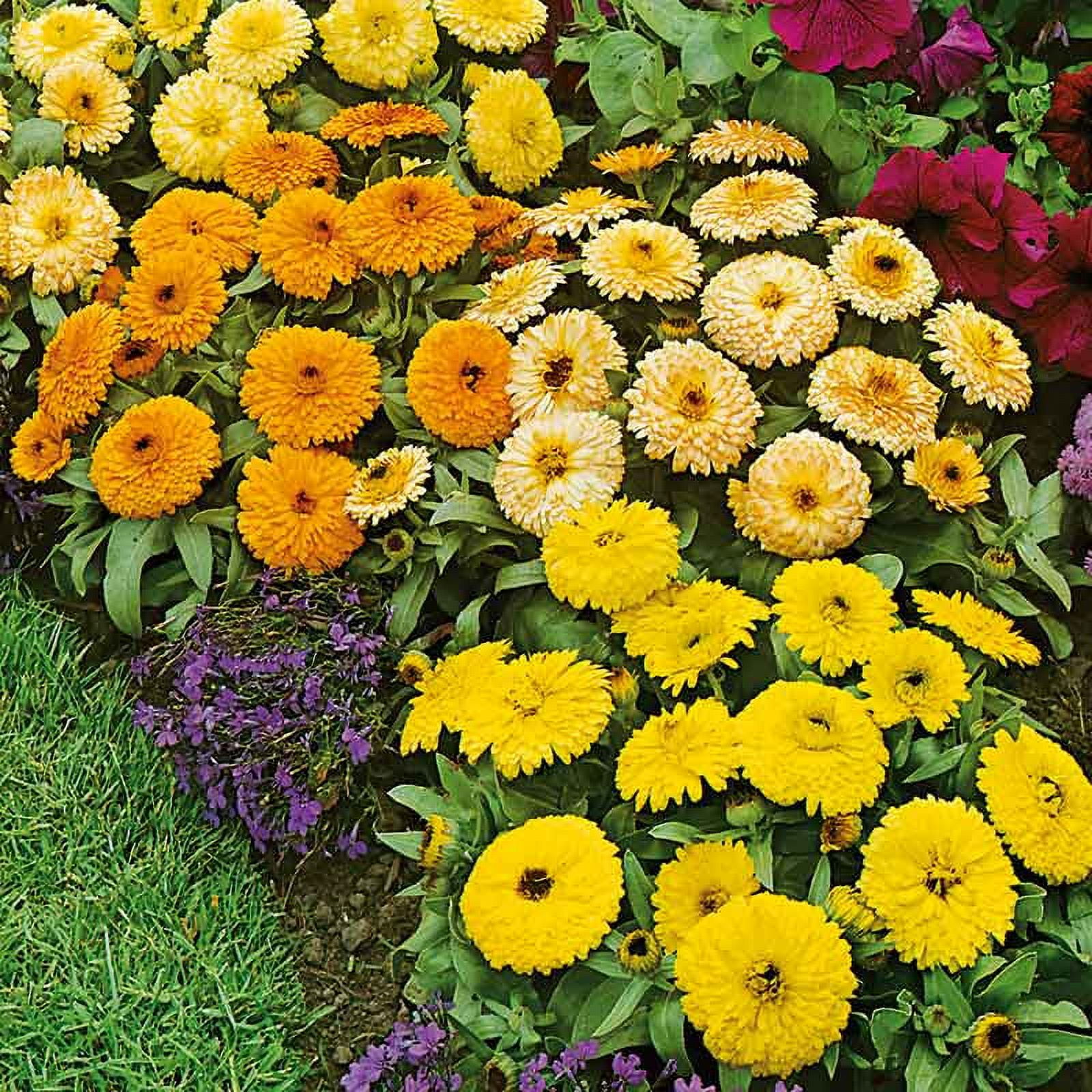 Eden Brothers Calendula Seeds (Dwarf) - Fiesta Gitana - Walmart.com