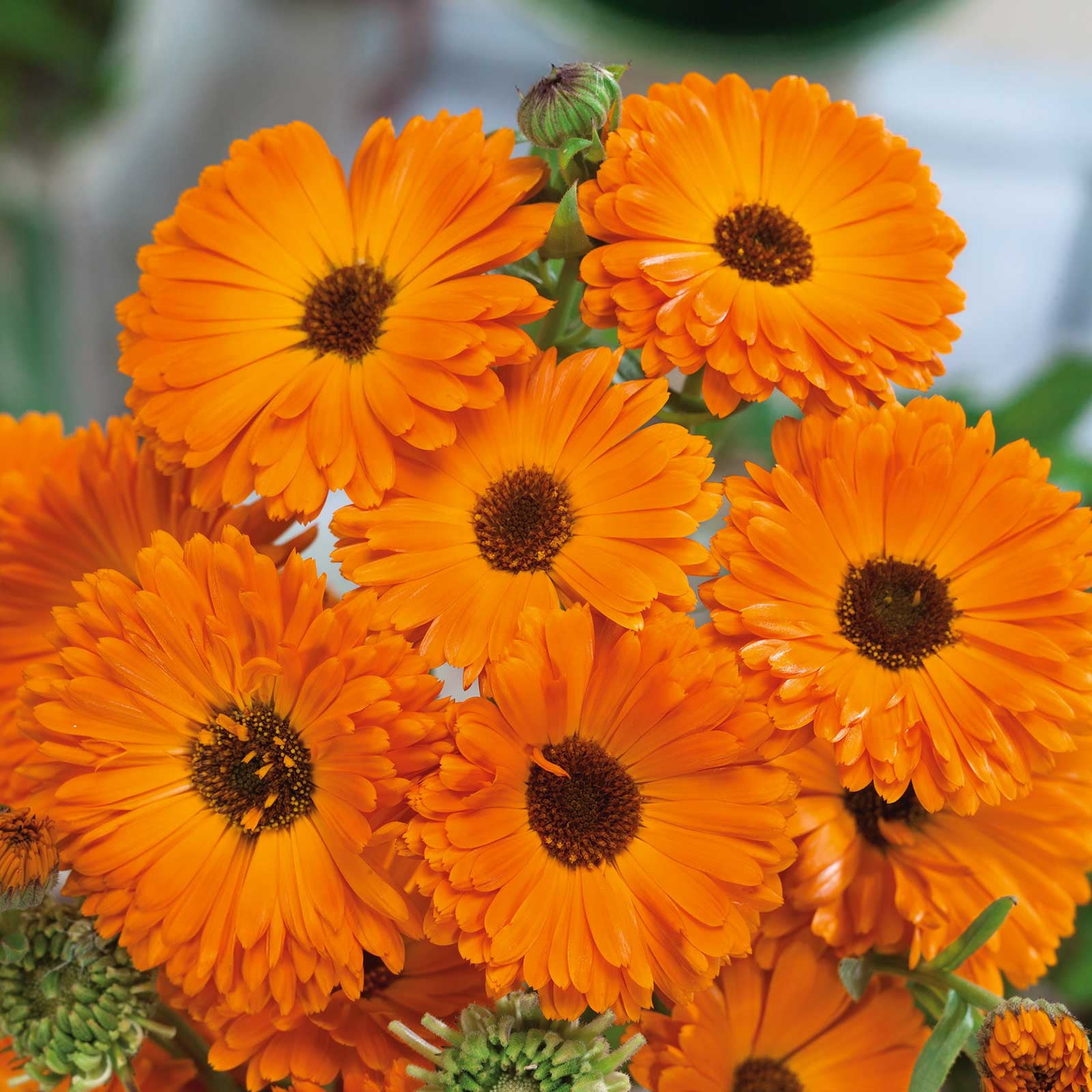 Eden Brothers Calendula Seeds - Geisha Girl - Walmart.com