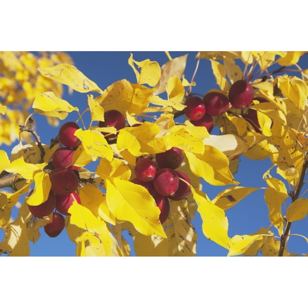 Calgary Alberta Canada; Crab Apples On A Tree With Yellow Leaves In ...
