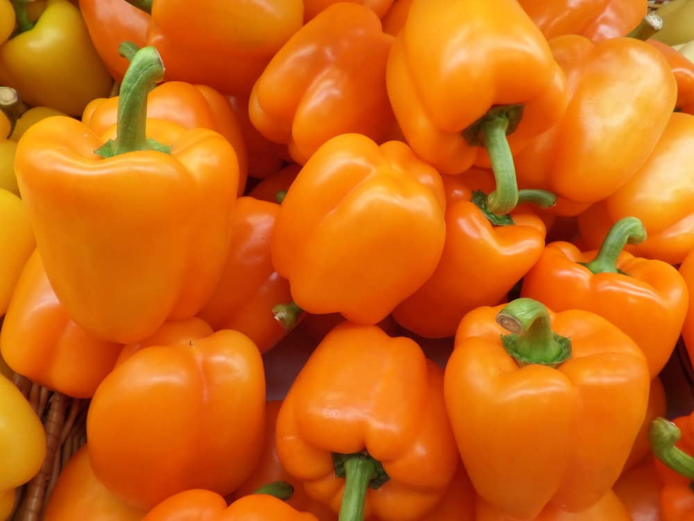 Cali Golden Bell Pepper Seeds to Plant - 100+ Seeds - Versatile Pepper ...