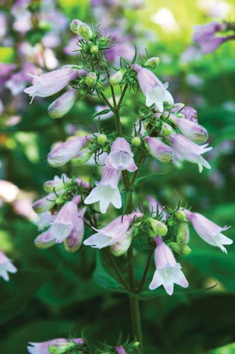 Calico Beardtounge Plant Seeds for Planting (50 Seeds) - Penstemon ...