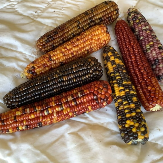 Calico Corn 1 Oz ~200 Seeds – 100-105 Days – Heirloom Zea mays – Multicolored Popcorn Variety ...
