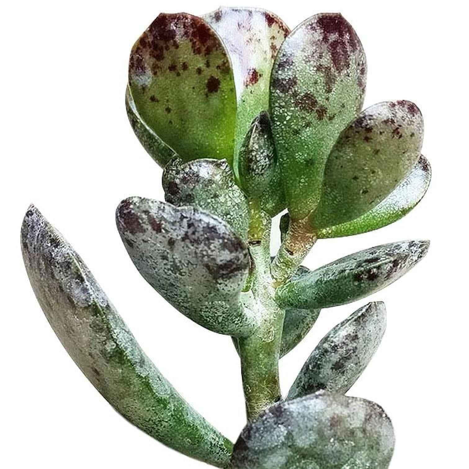 Calico Hearts Cotyledon Maculata (2" + Clay Pot) - Walmart.com