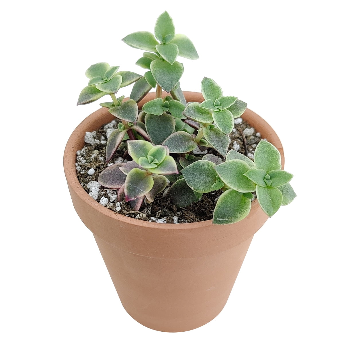 Calico Kitten Crassula (2"+ Clay Pot) - Live Easy to Care Succulent ...