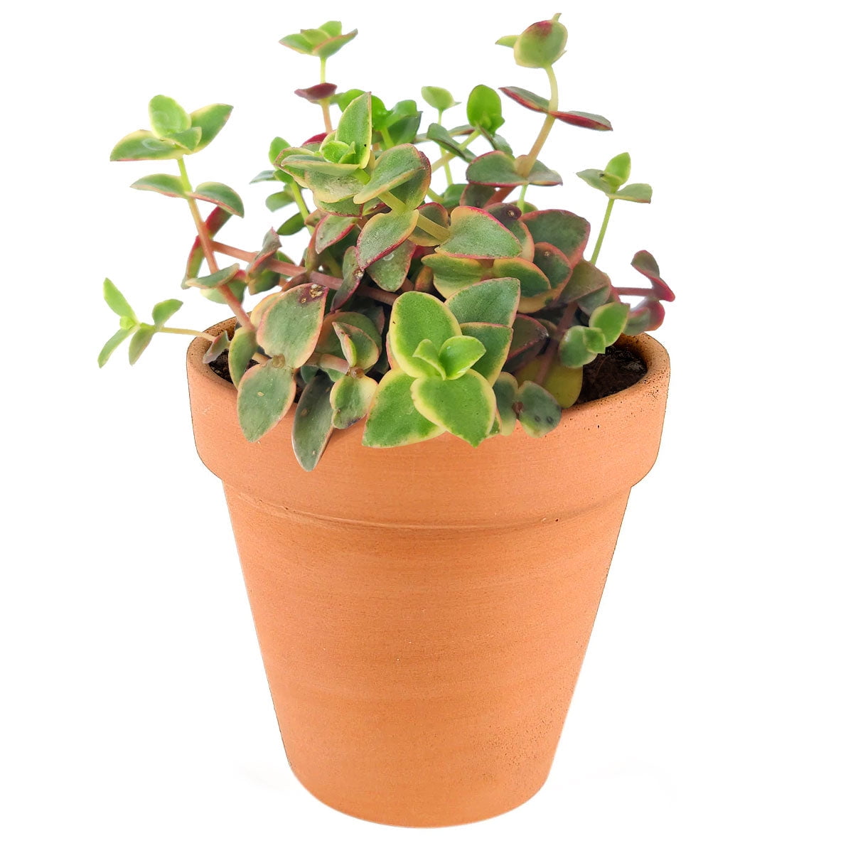 Calico Kitten Crassula (4"+ Clay Pot) - Live Easy to Care Succulent ...