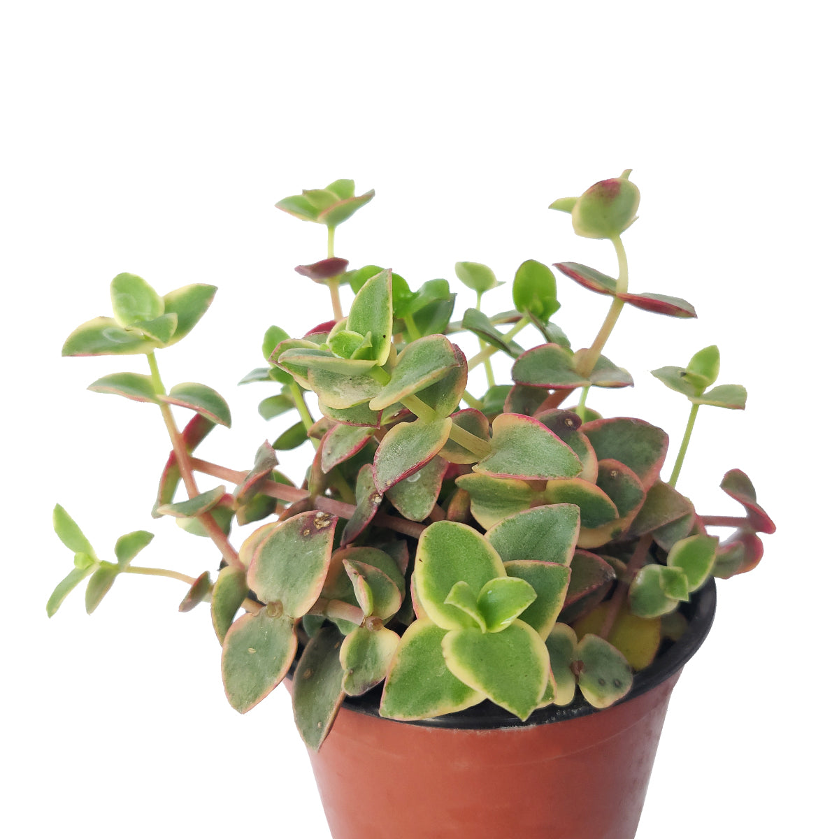 Calico Kitten Crassula (4"+ Plastic Pot) - Live Easy to Care Succulent ...