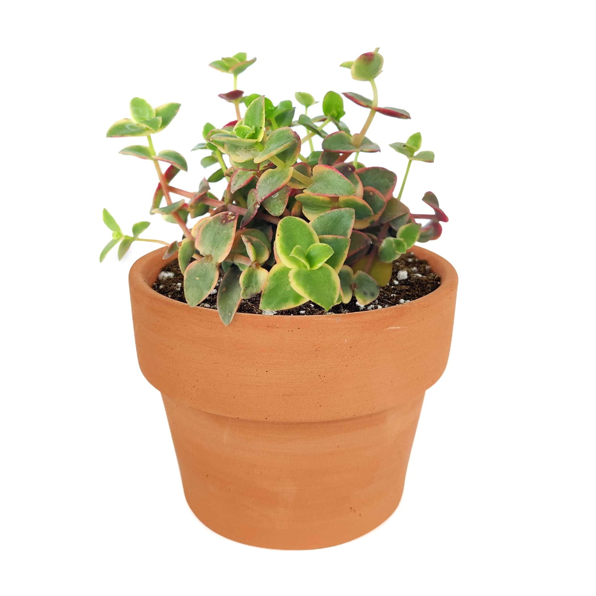 Calico Kitten Crassula (6"+ Clay Pot) - Live Easy to Care Succulent ...