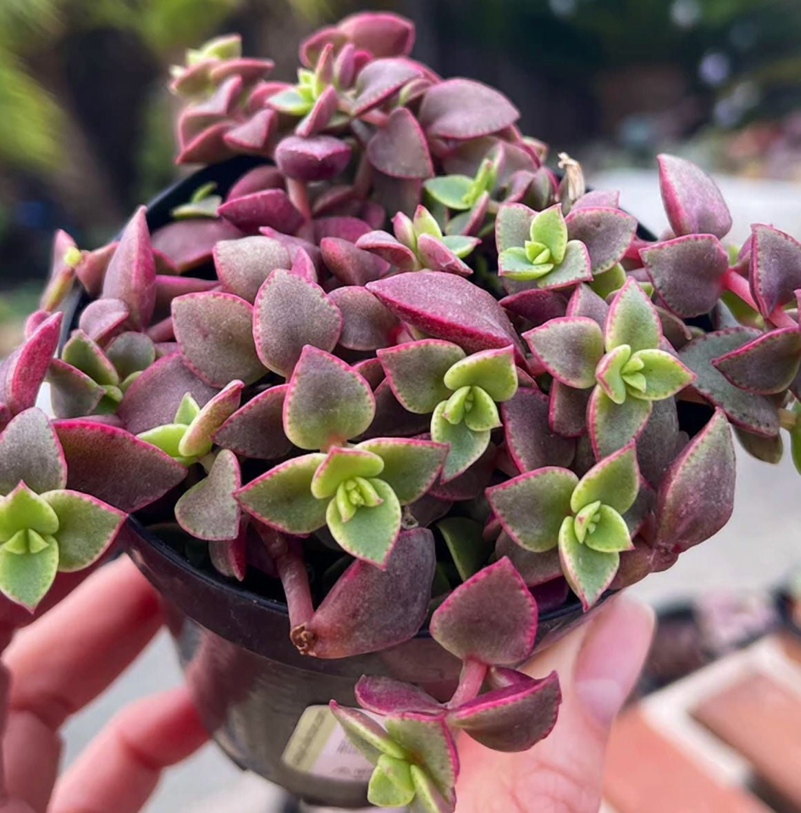 Calico Kitten Crassula Plant Live for Planting - Pellucida Variegata ...