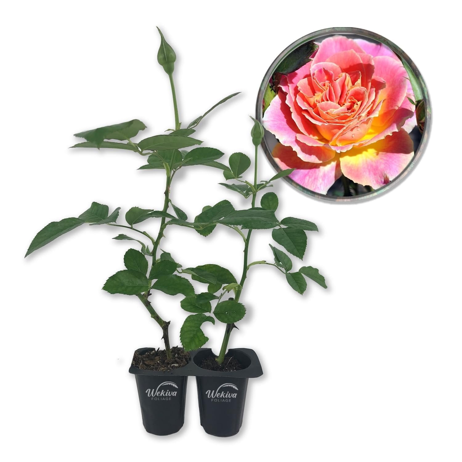 Calico Rose Bush - 2 Live Starter Plants in 2 Inch Growers Pots ...