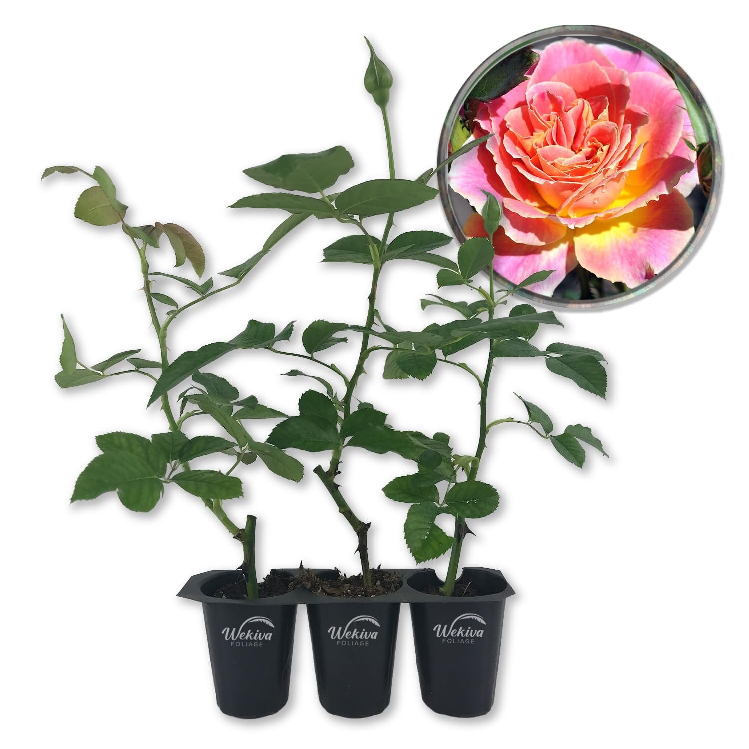 Calico Rose Bush - 3 Live Starter Plants in 2 Inch Growers Pots ...