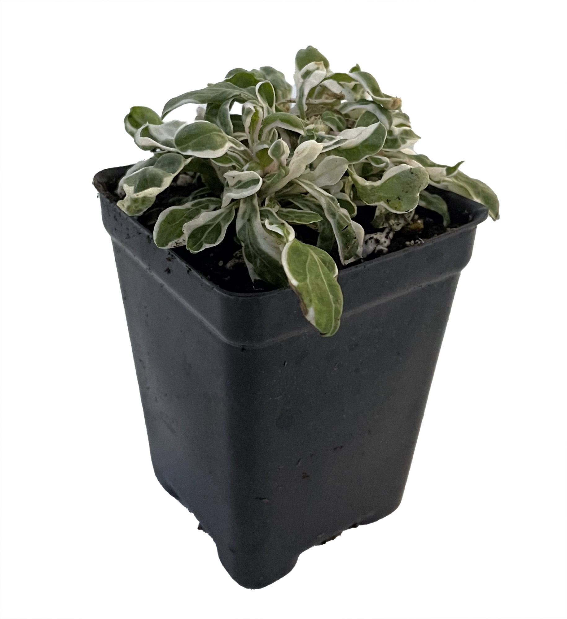 Calico Snow Queen Plant - Alternanthera ficoidea - 2.5" Pot - Walmart.com