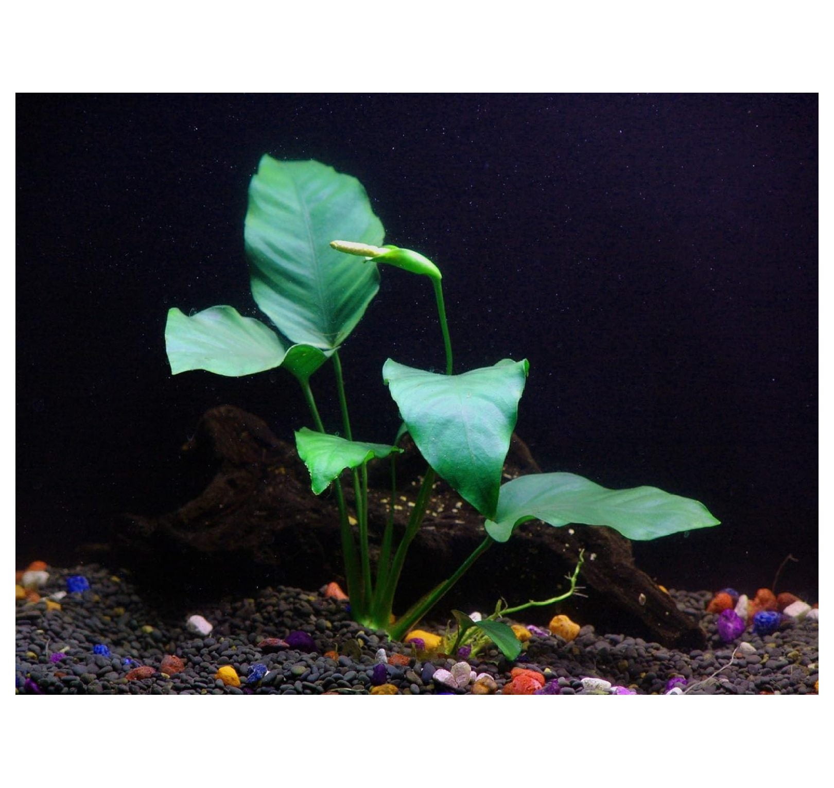 California 20 Aquarium Plant Bundle - 20 Species Live Aquatic Plants ...