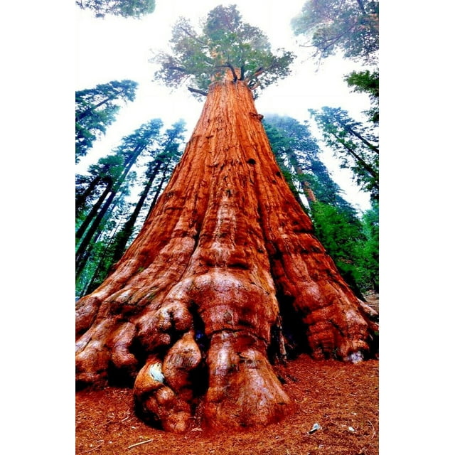 California Coast Redwood Seeds Giant Sequoia Bonsai "TALLEST TREE in ...