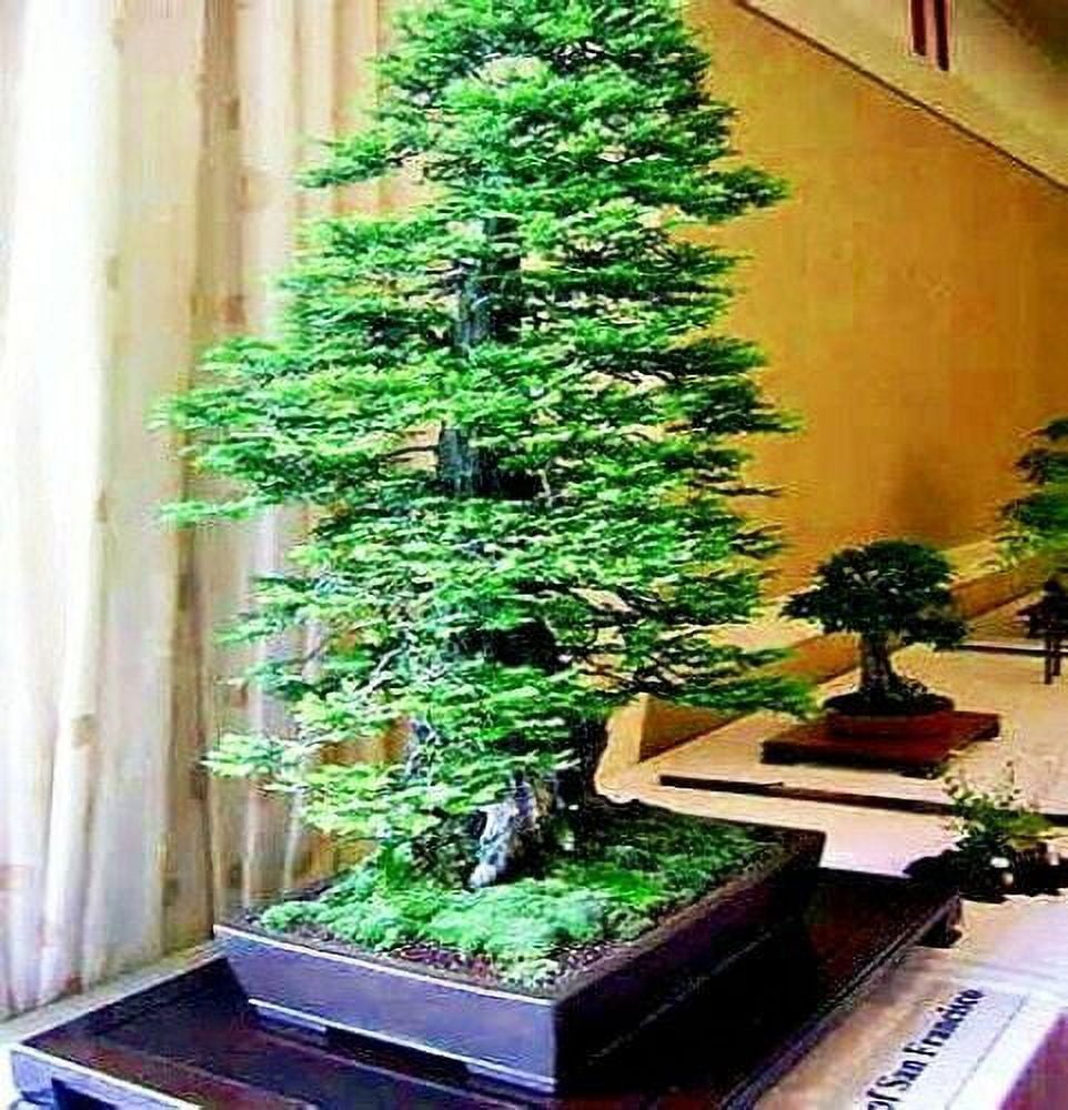 California Coast Redwood Seeds Giant Sequoia Bonsai "TALLEST TREE in ...