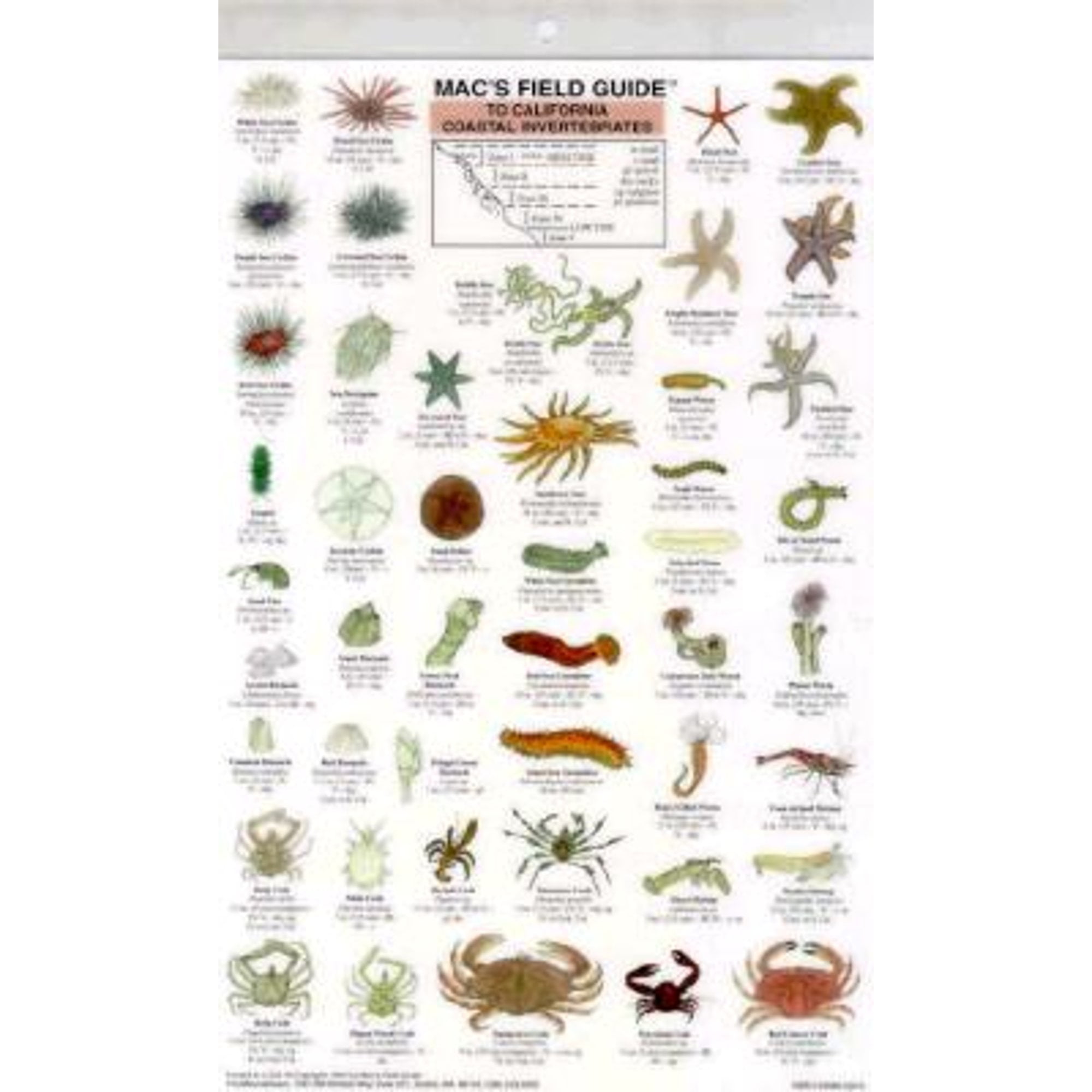 California Coastal Invertebrates (Paperback) by Craig MacGowan ...