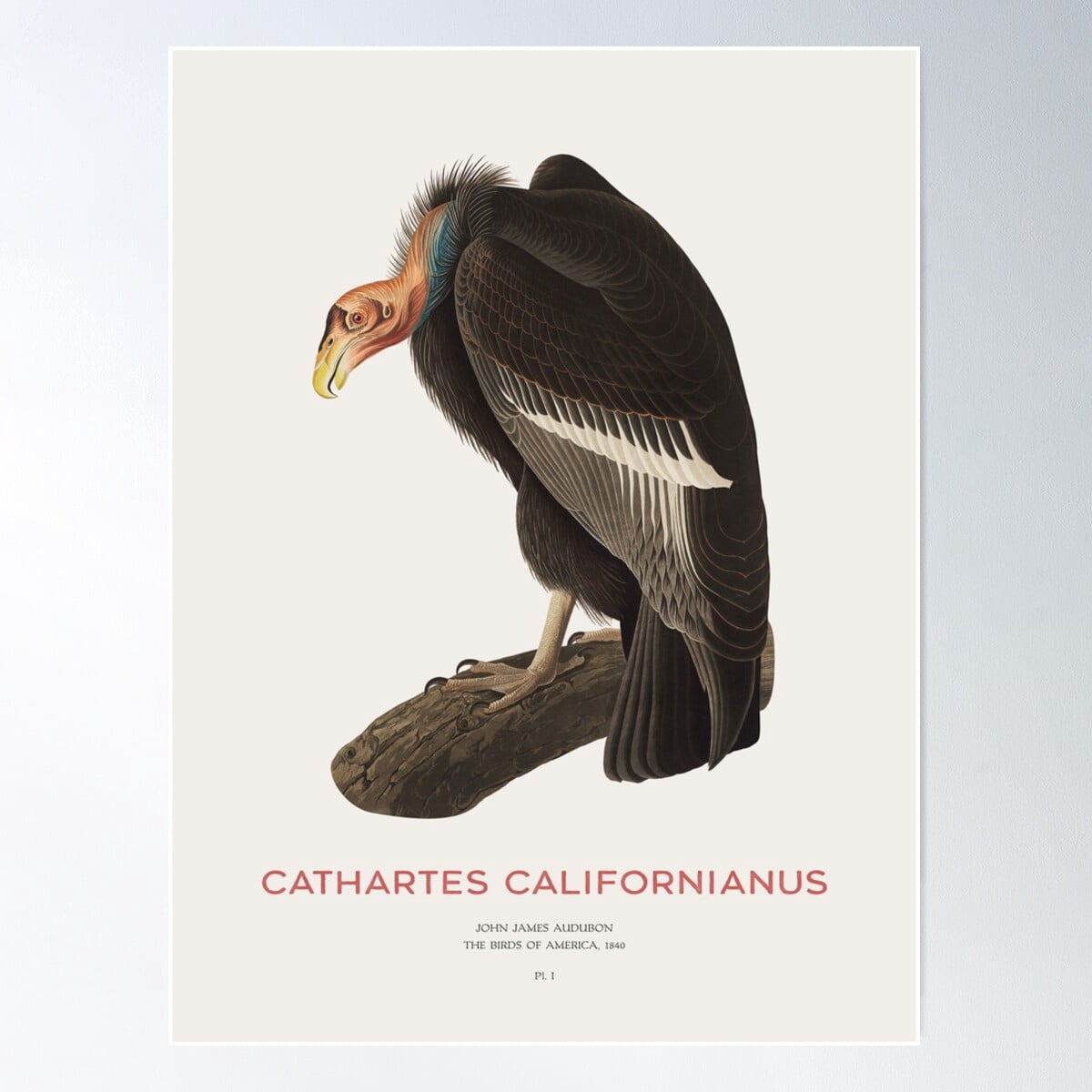 California Condor Or Cathartes Californianus Poster Wall Art, Modern ...