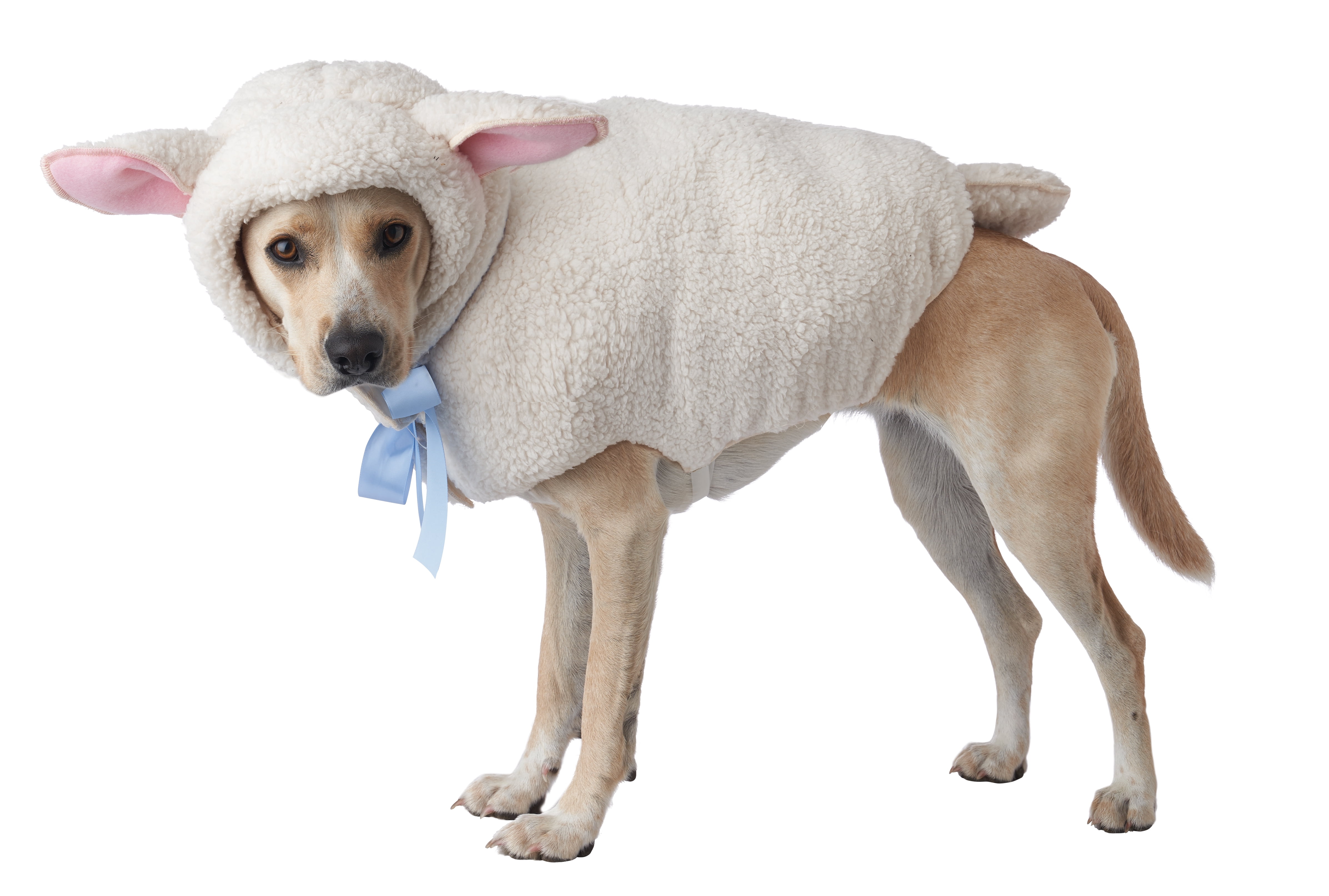 California Costumes Sheep Pet Costume - Walmart.com