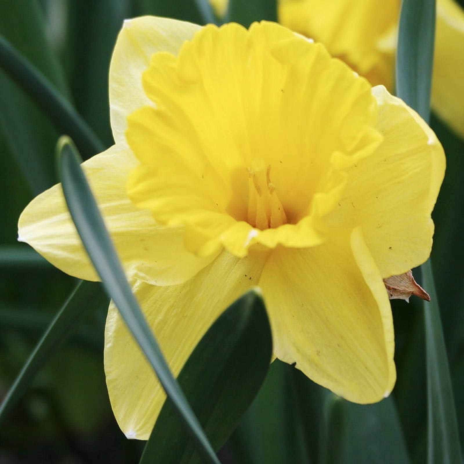 Carlton Daffodil Flower Bulbs - 10 Bulbs per Pack - Pleasantly Scented ...