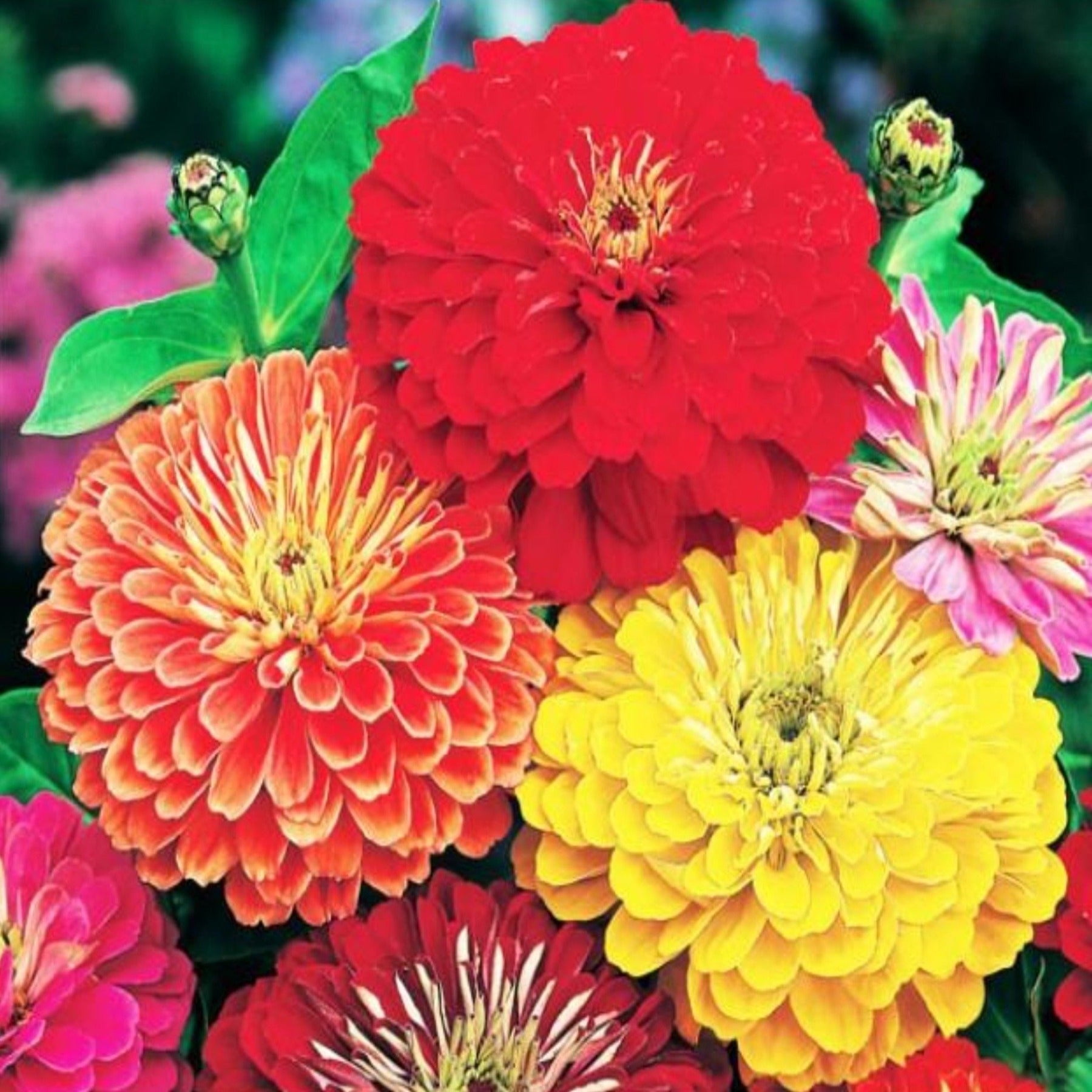 California Giant Mix Zinnia Seeds - Walmart.com