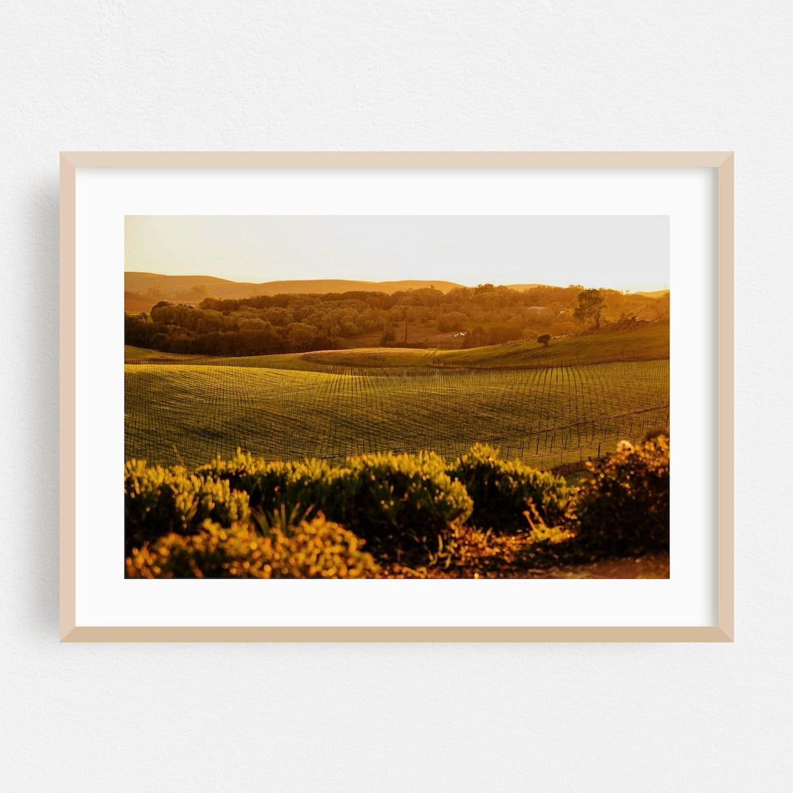 California Landscape Vineyard Sunset Rural Nature Fine Farm Scenic ...