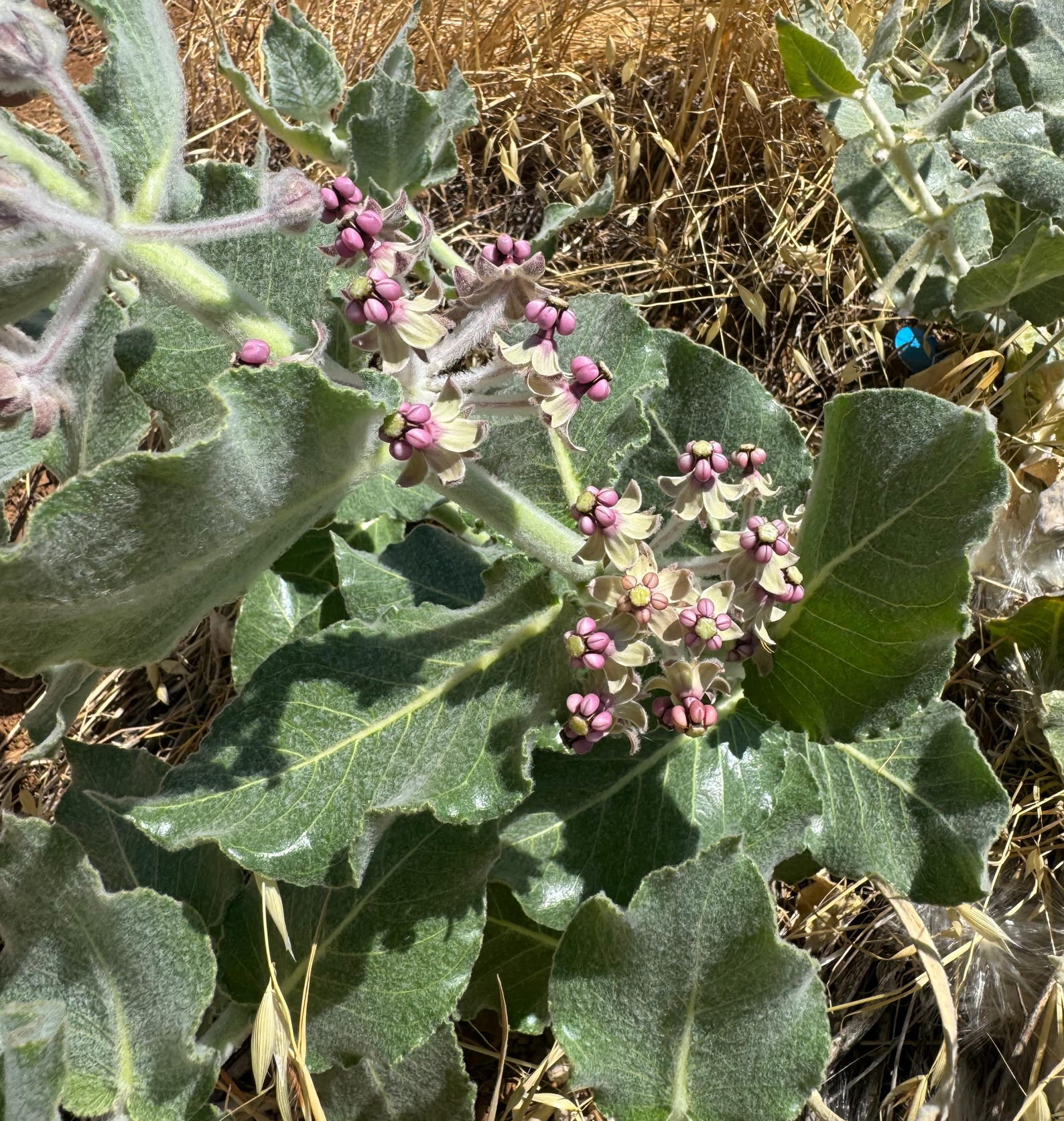 California Milkweed Butterfly Asclepias californica Meadow Premium ...