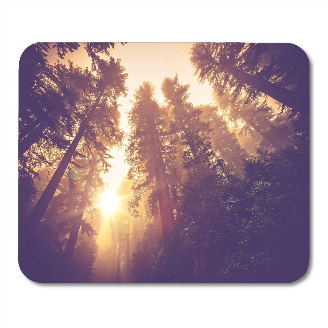 California Misty Forest Trail Magic Redwood Scenery in Warm Vintage ...