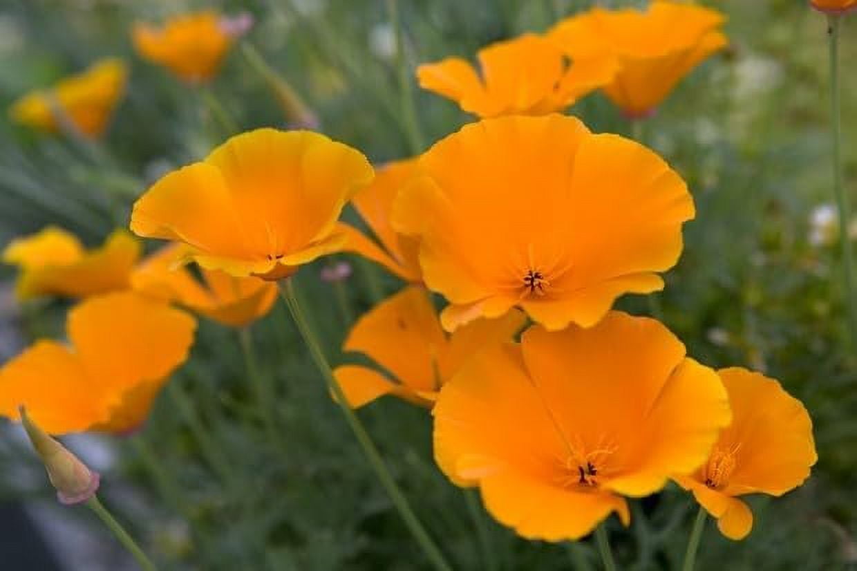 California Orange Poppy, 200+ Seeds, Beautiful Bright Orange, Perfect ...