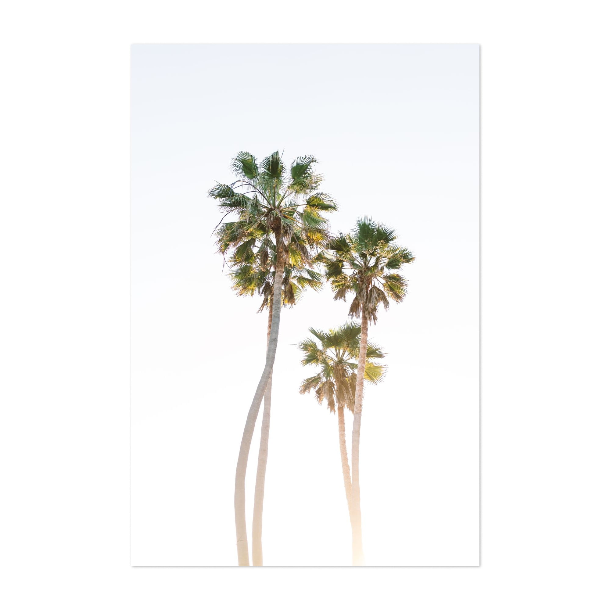 California Palms - Los Angeles California Photography Palm Tree ...
