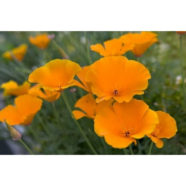 California Poppy, 100+ Seeds, Beautiful Bright Orange, Perfect Poppies ...