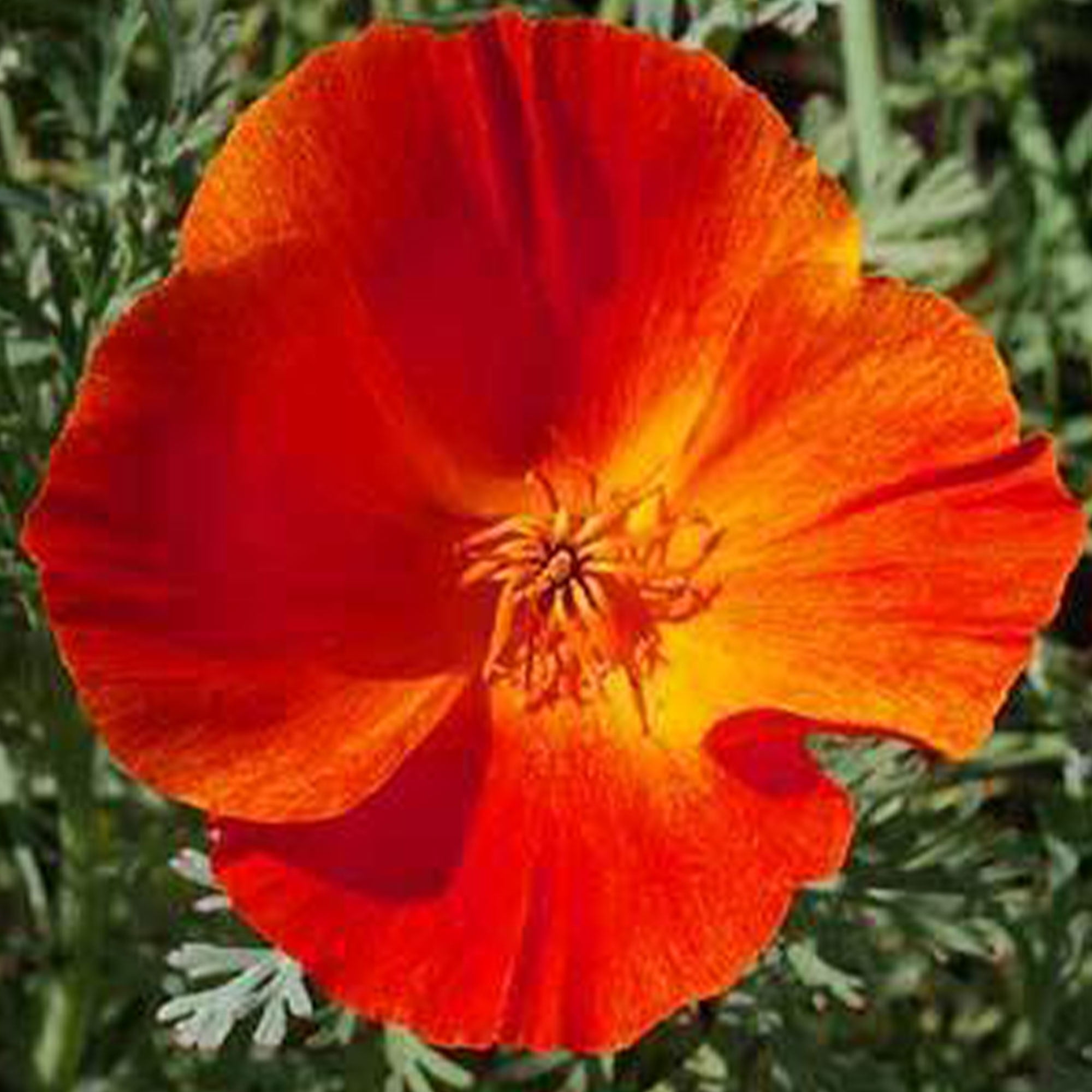California Poppy Mikado Red - 1/4 LB ~86,500 Seeds - Open Pollinated ...