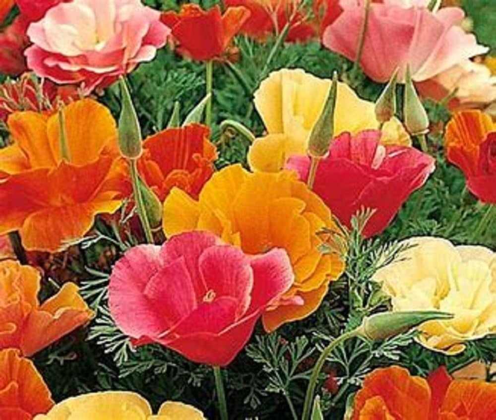 California Poppy Mission Bell Seeds - 100+ Seeds. Vibrant Wildflower ...
