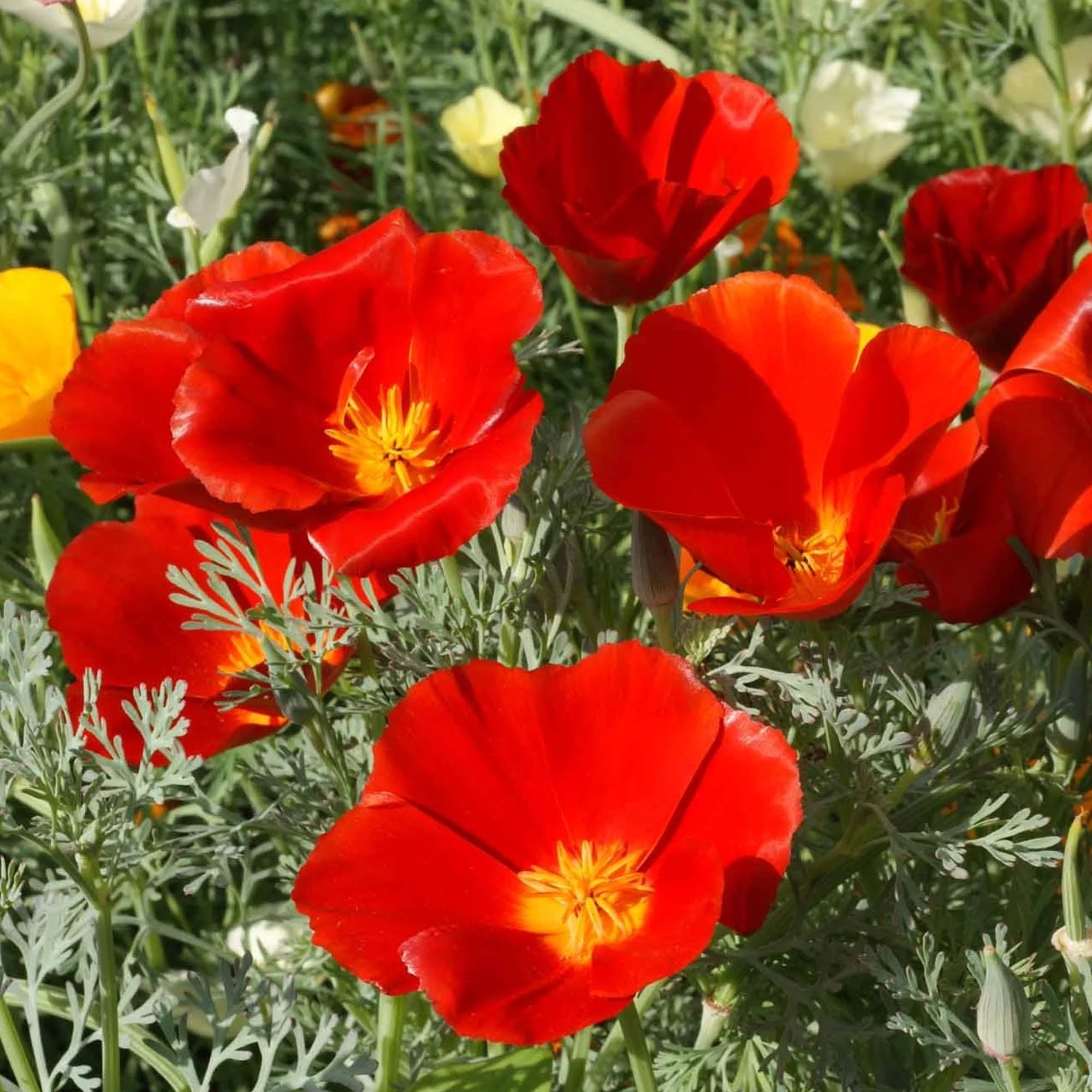 California Poppy Red Chief - 500 mg ~325 Seeds - Open Pollinated ...