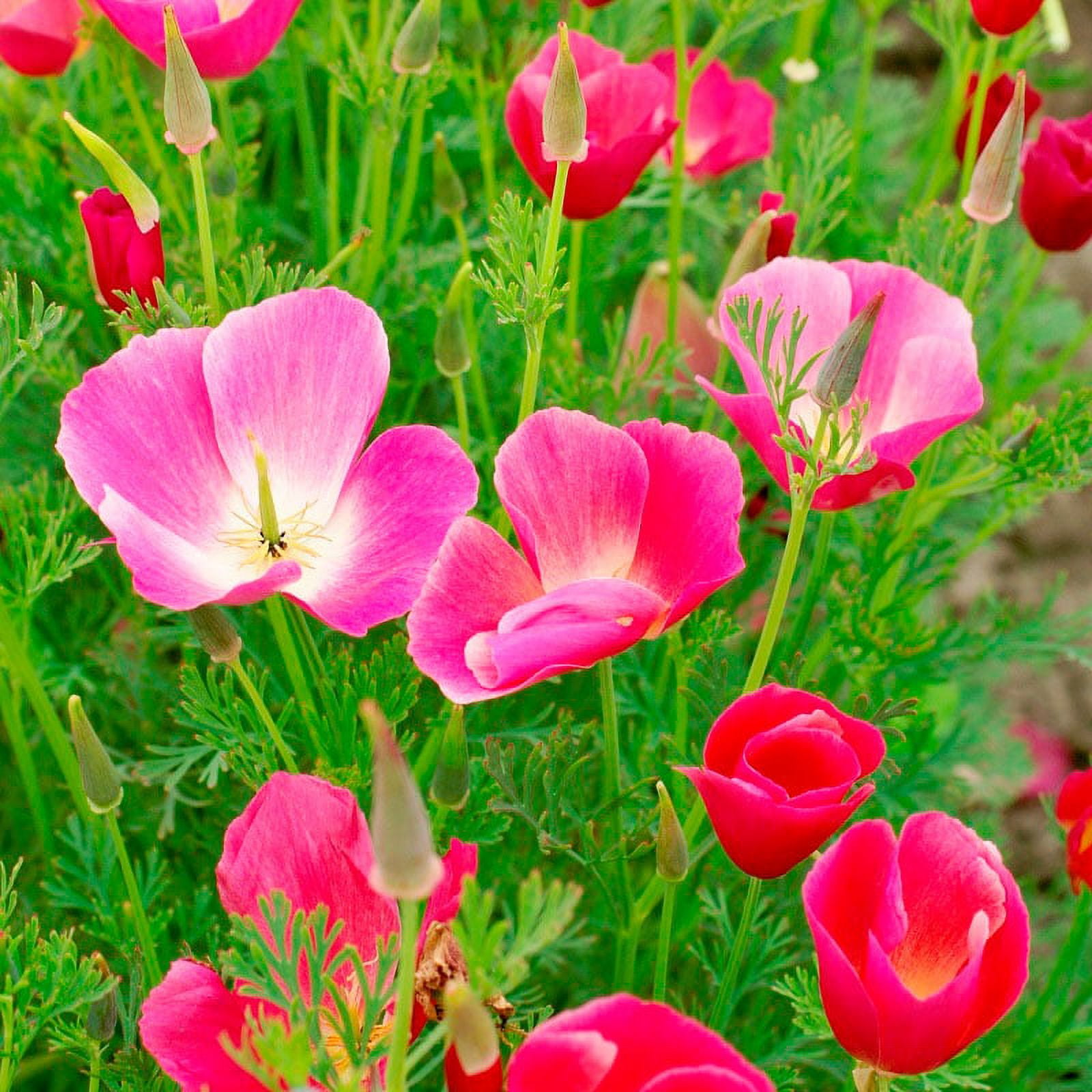 California Poppy Seeds - Carmine King - Packet - Pink/Red Flower Seeds ...