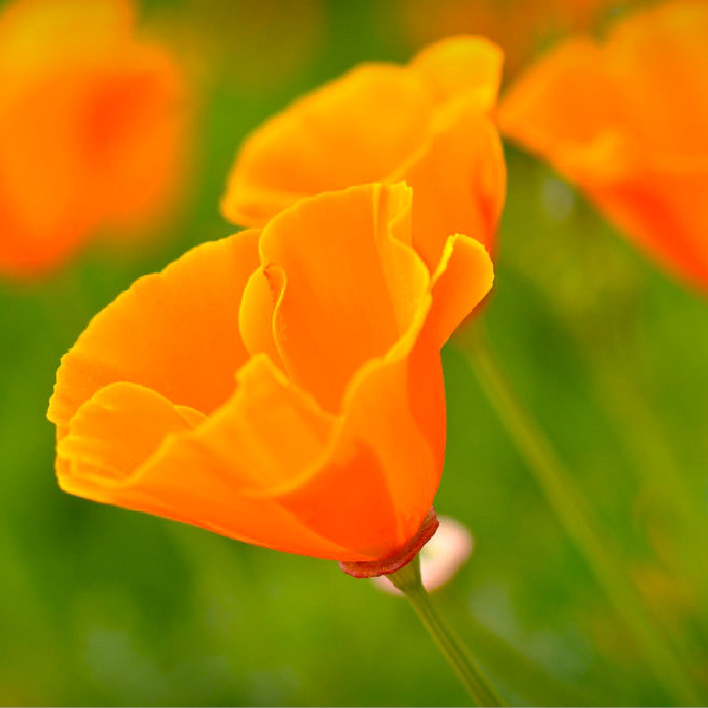 California Poppy Seeds - Over 20,000 Premium Native Wildflower Seeds ...