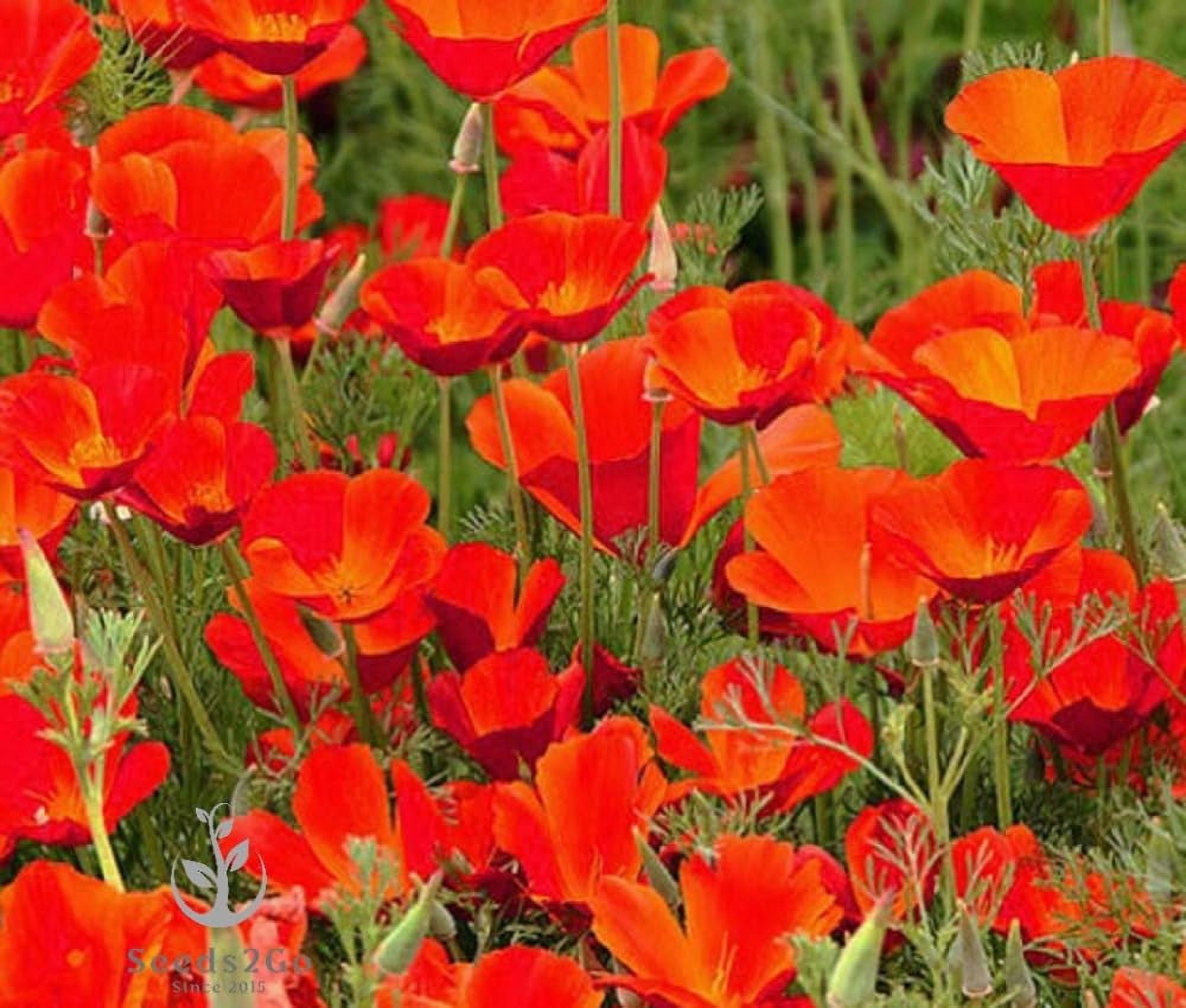 California Poppy Seeds, Red Chief Eschscholzia MVR1 - Large Pack of ...
