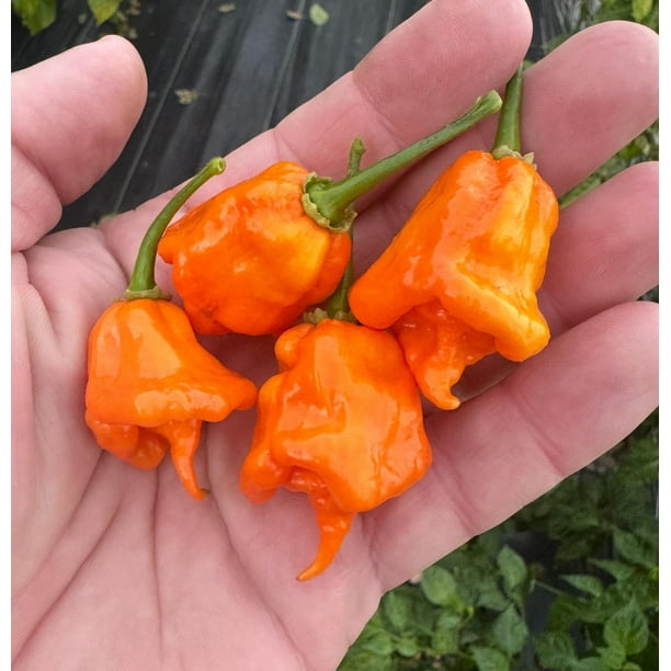 California Reaper Pepper Premium Seed Packet - Walmart Business Supplies