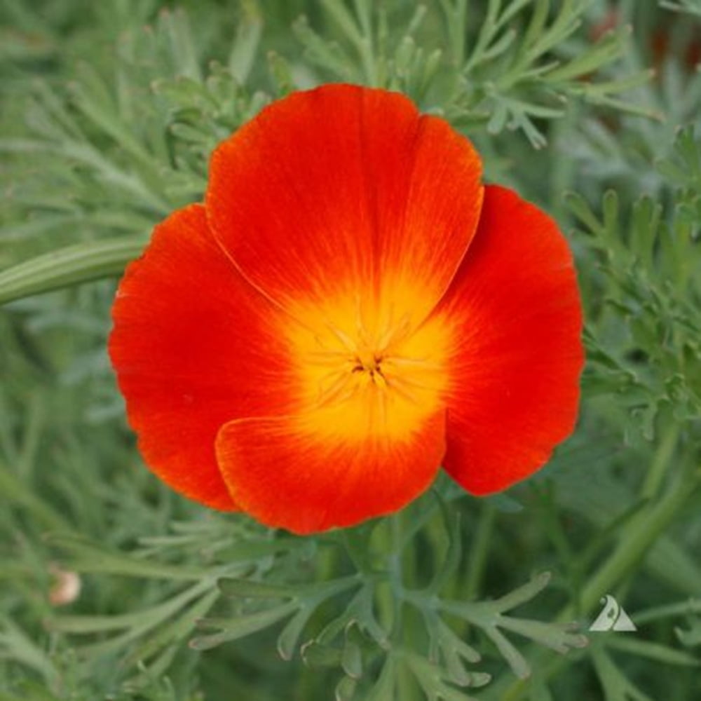 California Red Chief Poppy Seeds 200ct- Vibrant Blooms for Your Garden ...