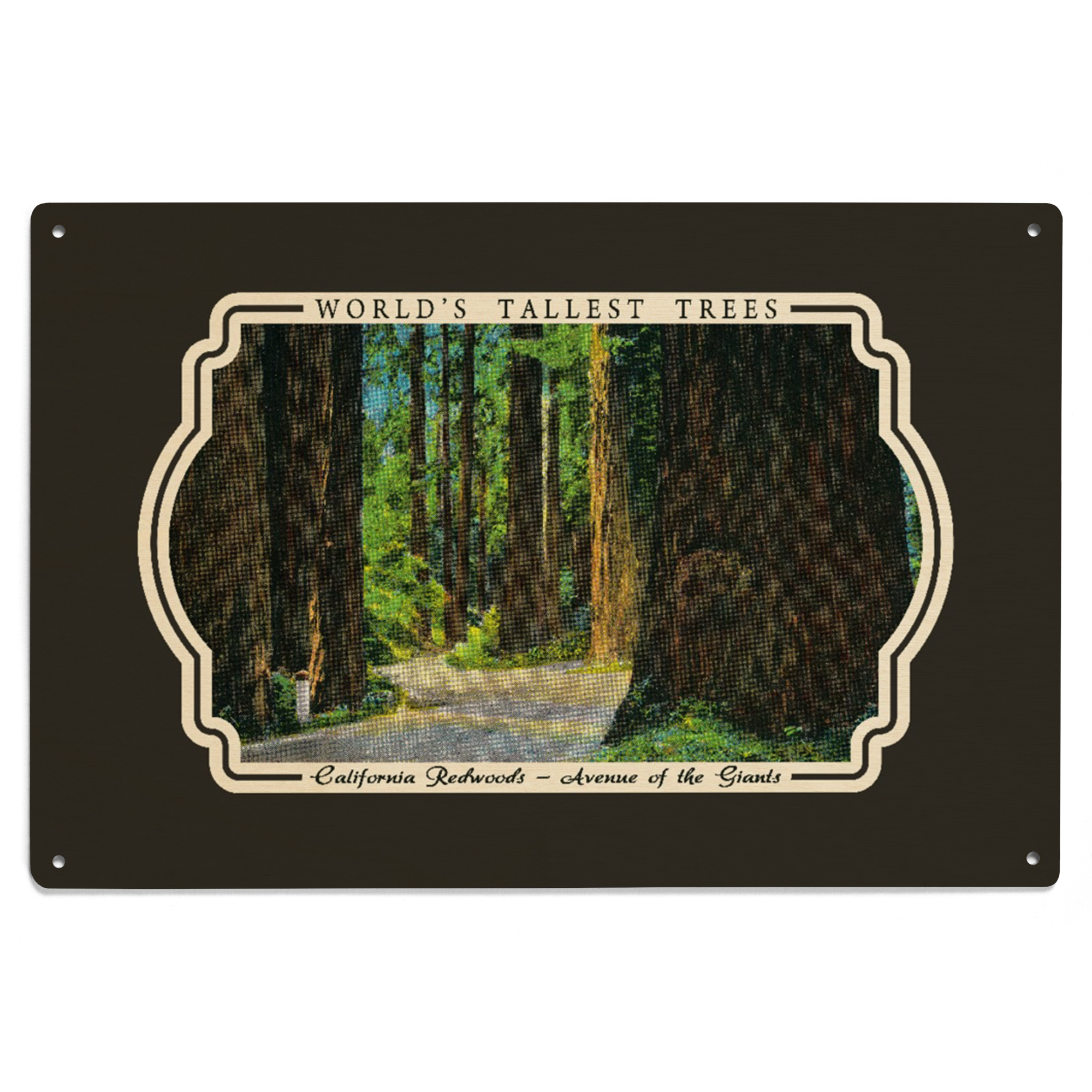 California Redwoods, Avenue of the Giants, Worlds Tallest Trees ...