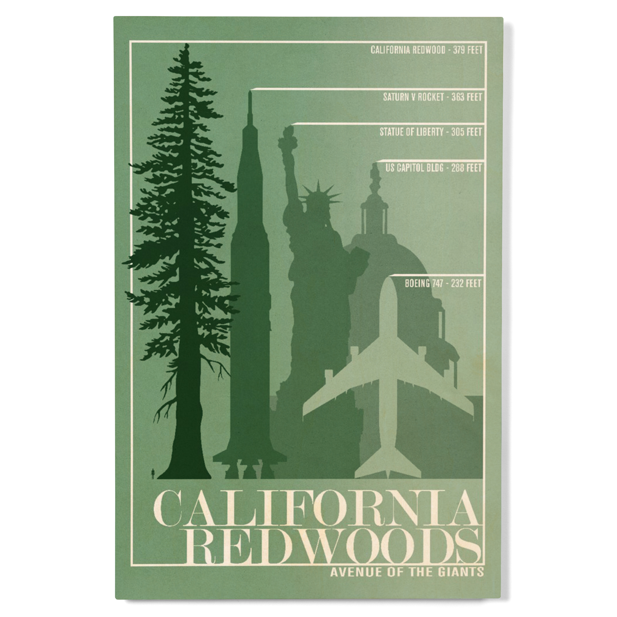 California Redwoods, Avenue of the Giants, Redwood Relative Sizes Birch ...